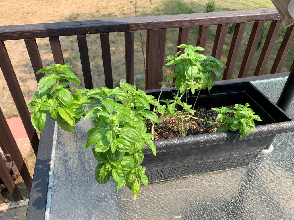 Green Thumb – John Walkey